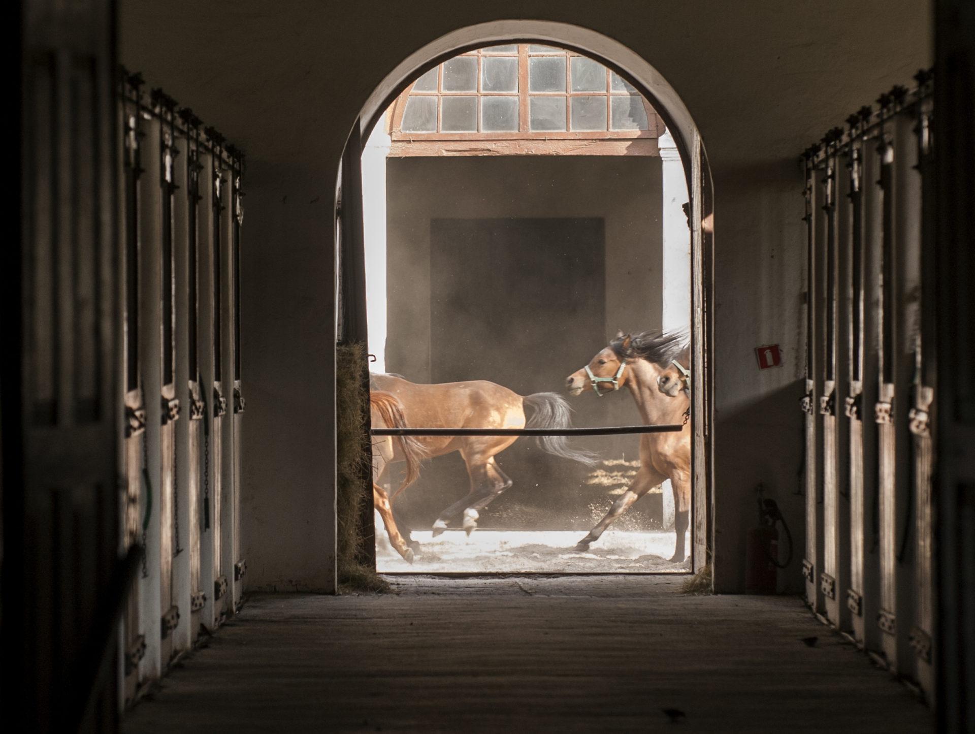 Janów Podlaski - stadnina koni | Spotkania z Zabytkami